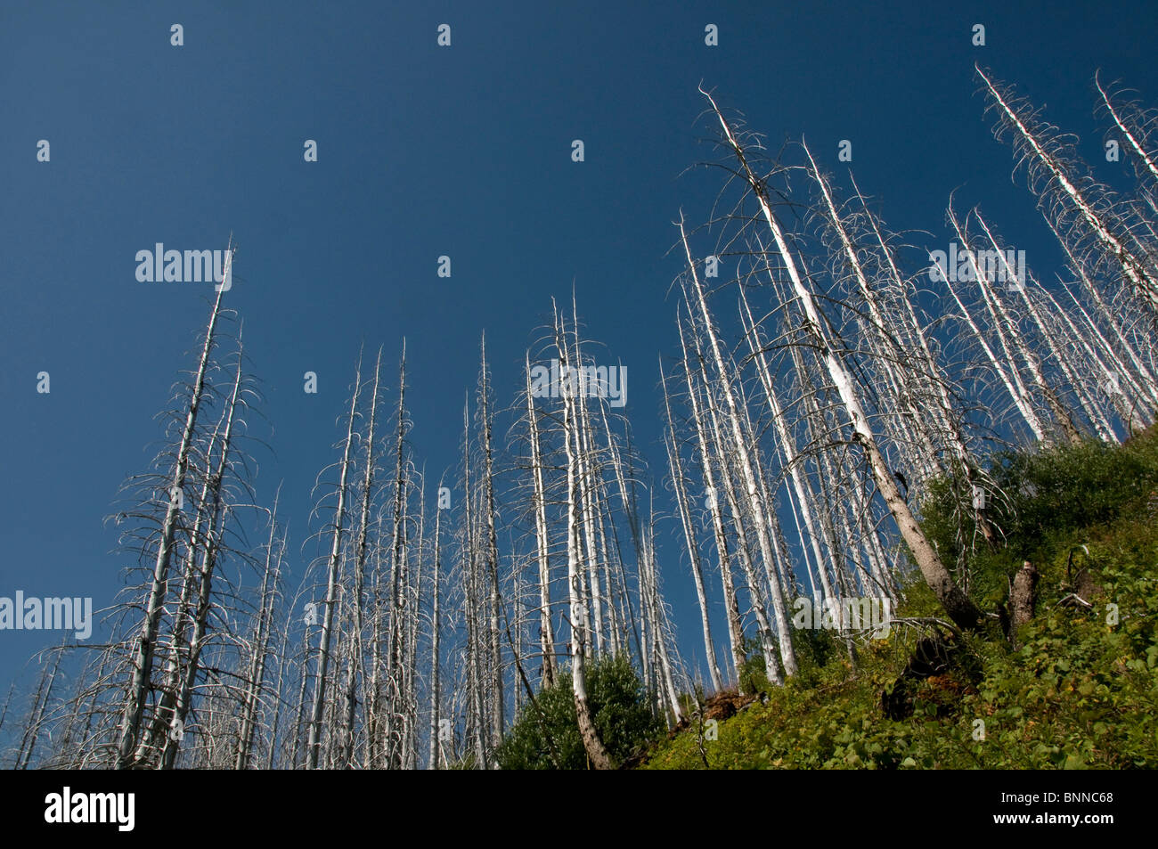 burned out forest glacier national park USA Montana trees trunks Stock ...