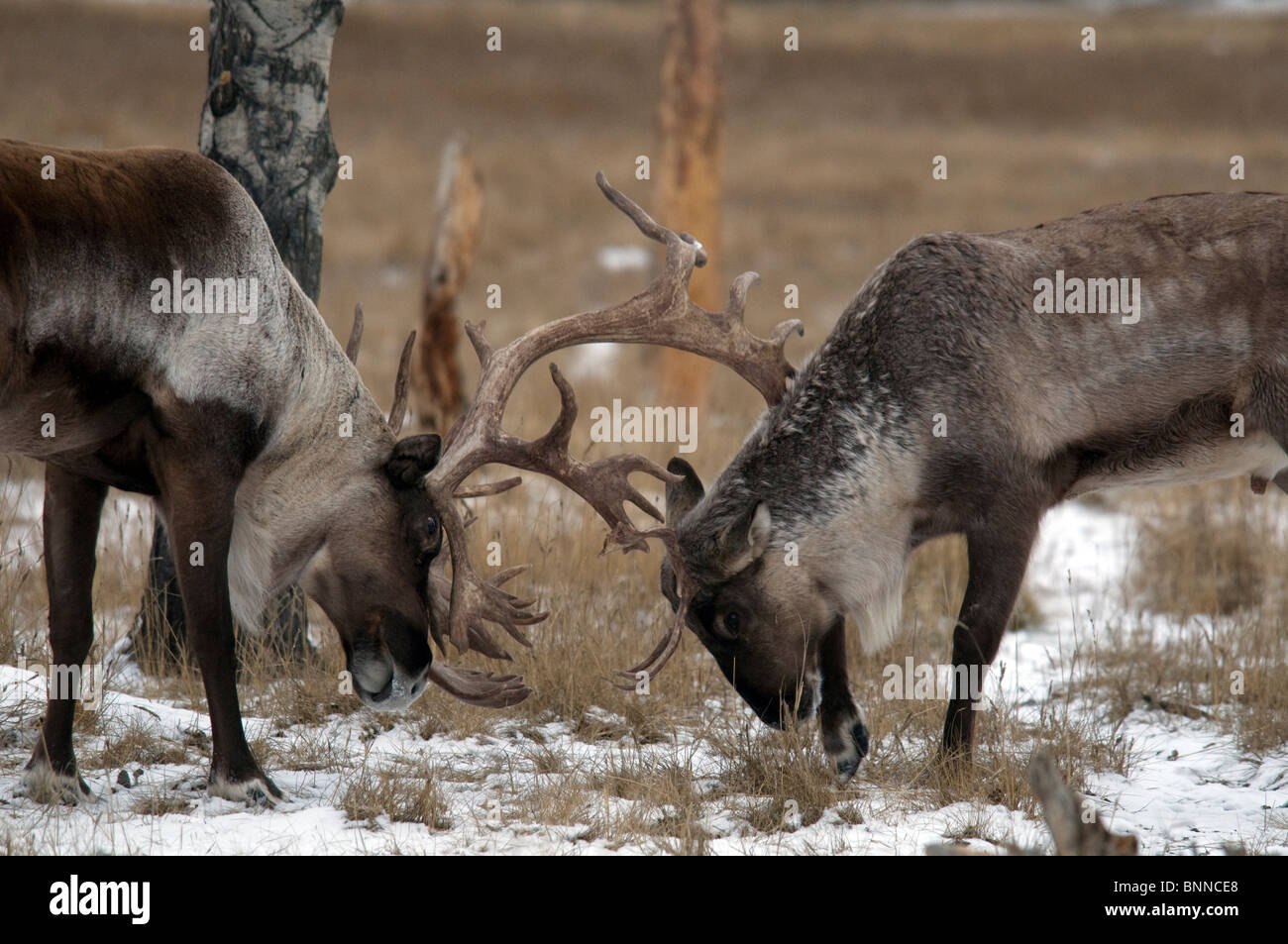 woodland caribou rangifer tarandus caribou fighting yukon Canada winter ...
