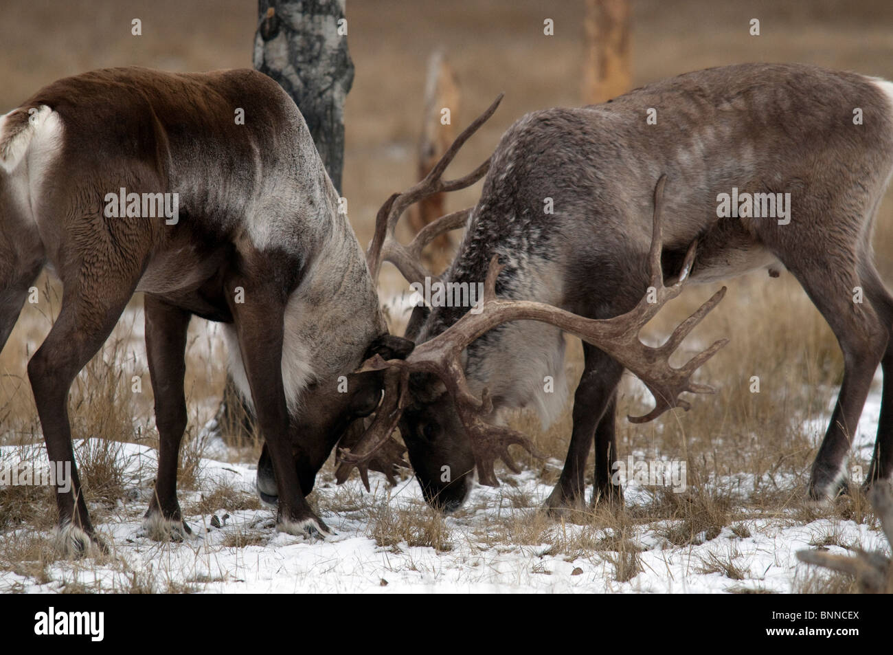 woodland caribou rangifer tarandus caribou fighting yukon Canada winter ...