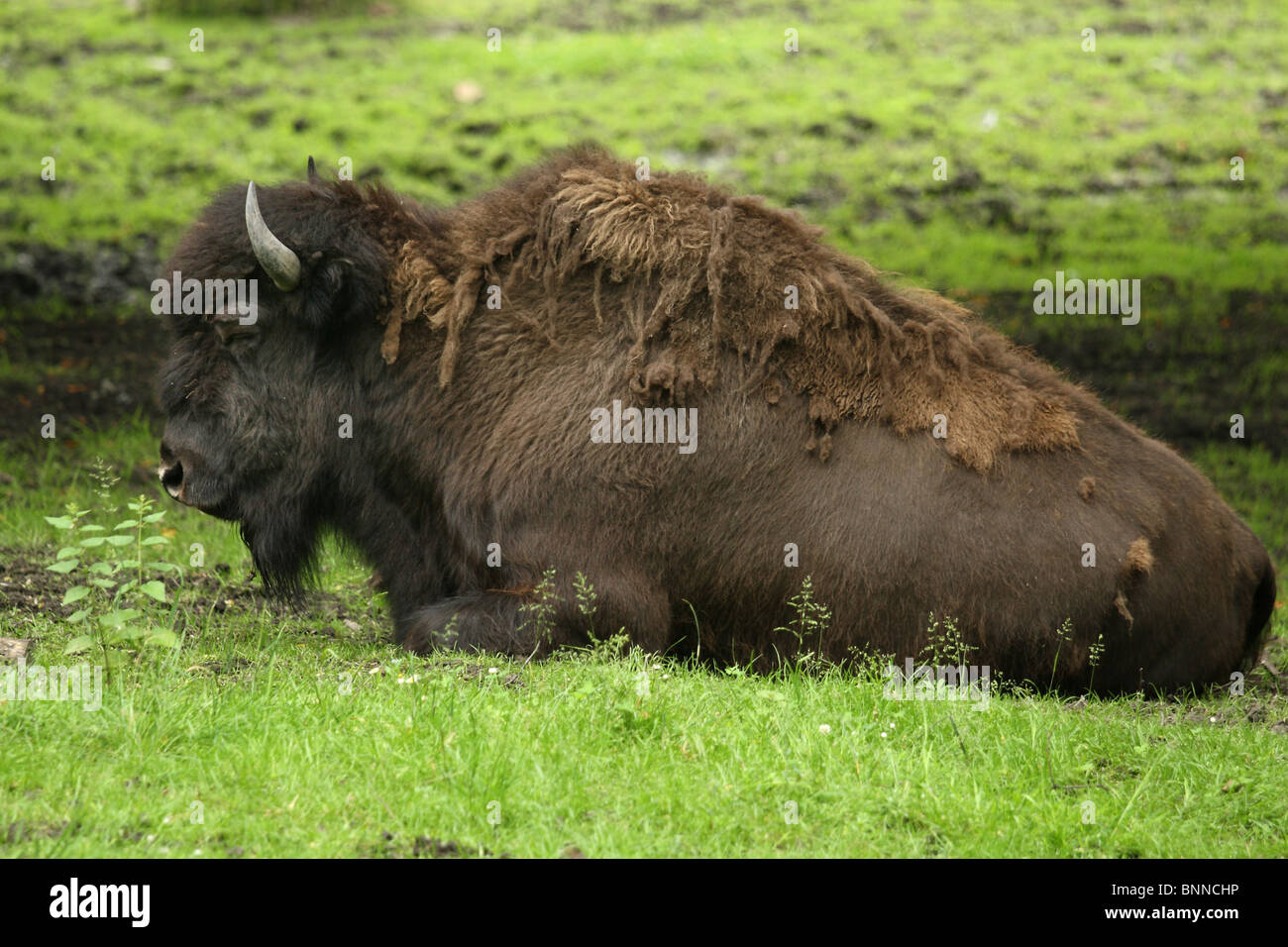 Huge bison hi-res stock photography and images - Alamy