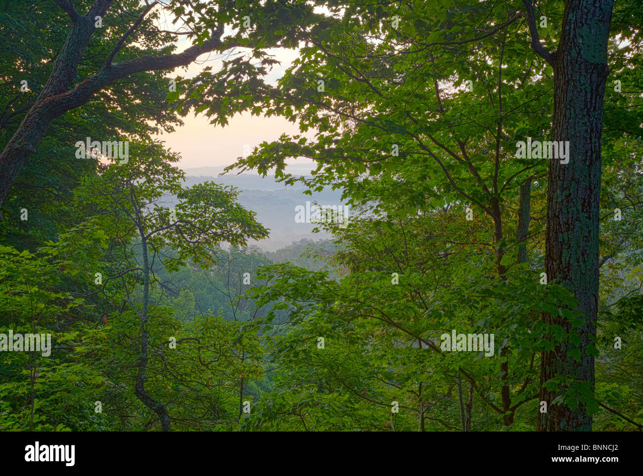 upland oak forest along the Knobstone Trail on Round Knob, Clark State ...