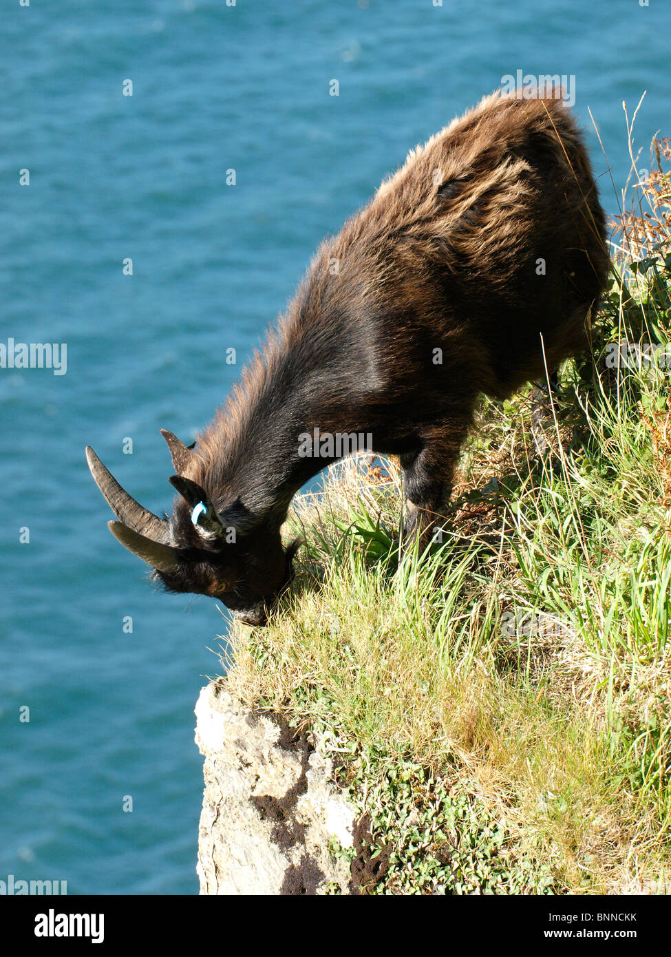 Goat on edge of cliff hi-res stock photography and images - Alamy