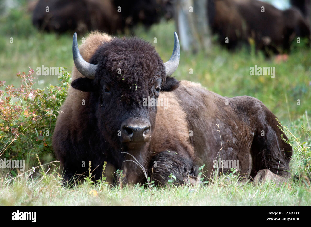 plains bison elk island National Park alberta Canada bison Stock Photo ...