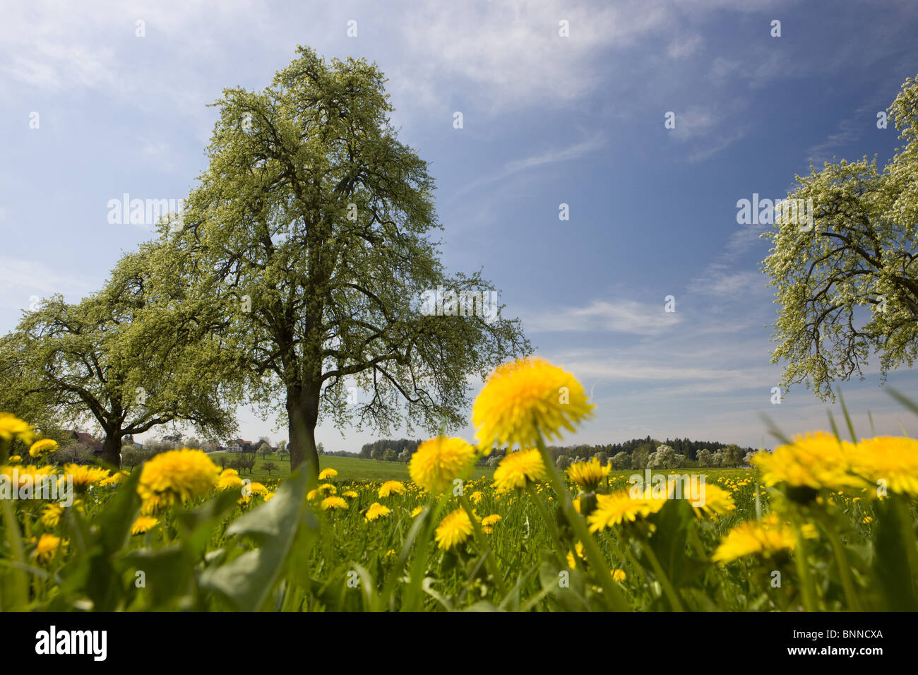 Switzerland swiss scenery meadow tree trees canton Thurgau blossoming ...