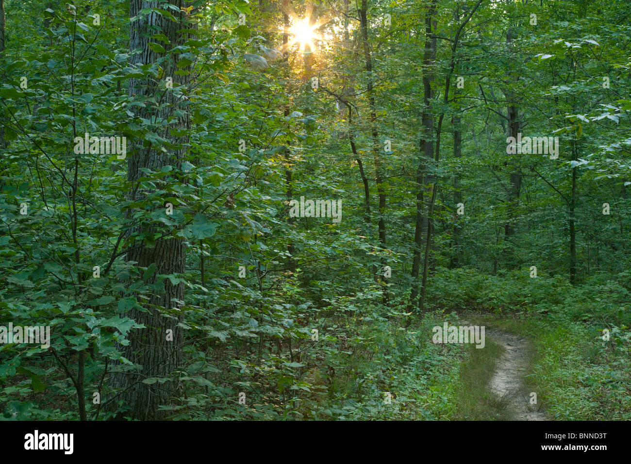 Knobstone trail indiana hi-res stock photography and images - Alamy