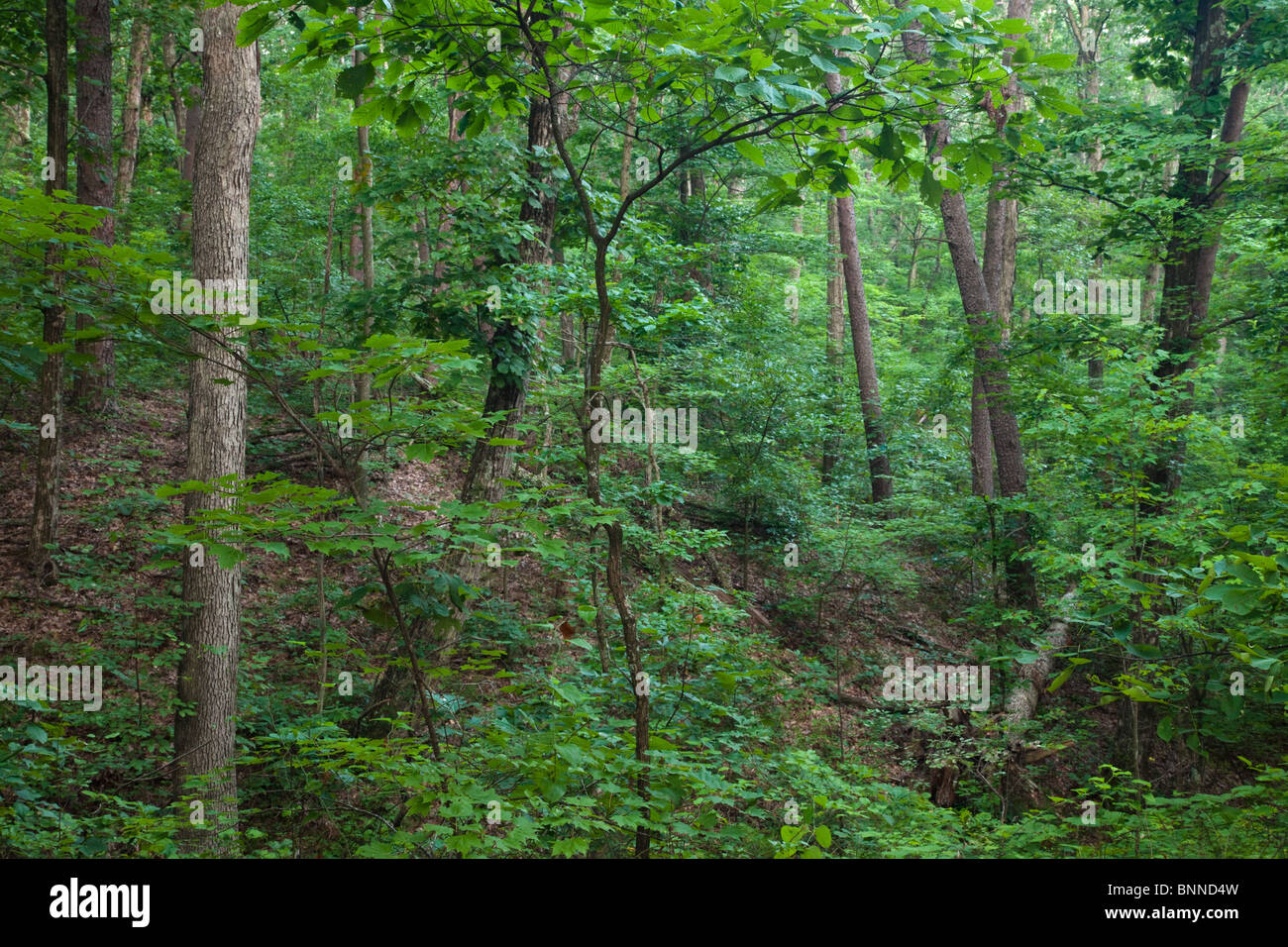 Deam lake state forest hi-res stock photography and images - Alamy