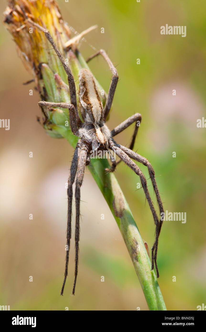 an aracno monster on a plant Stock Photo - Alamy