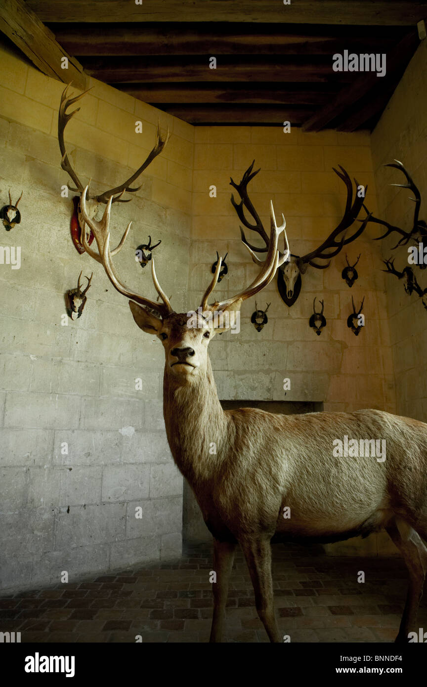 Dummy deer exhibited in Chateau de Chamboard, Loire, France Stock Photo ...