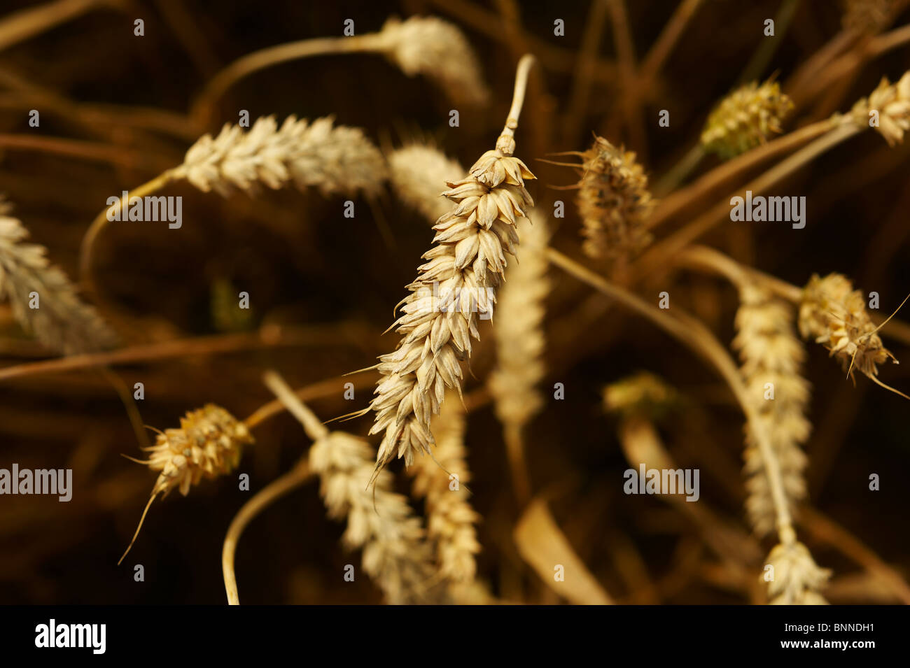 Spring Wheat field Stock Photo - Alamy