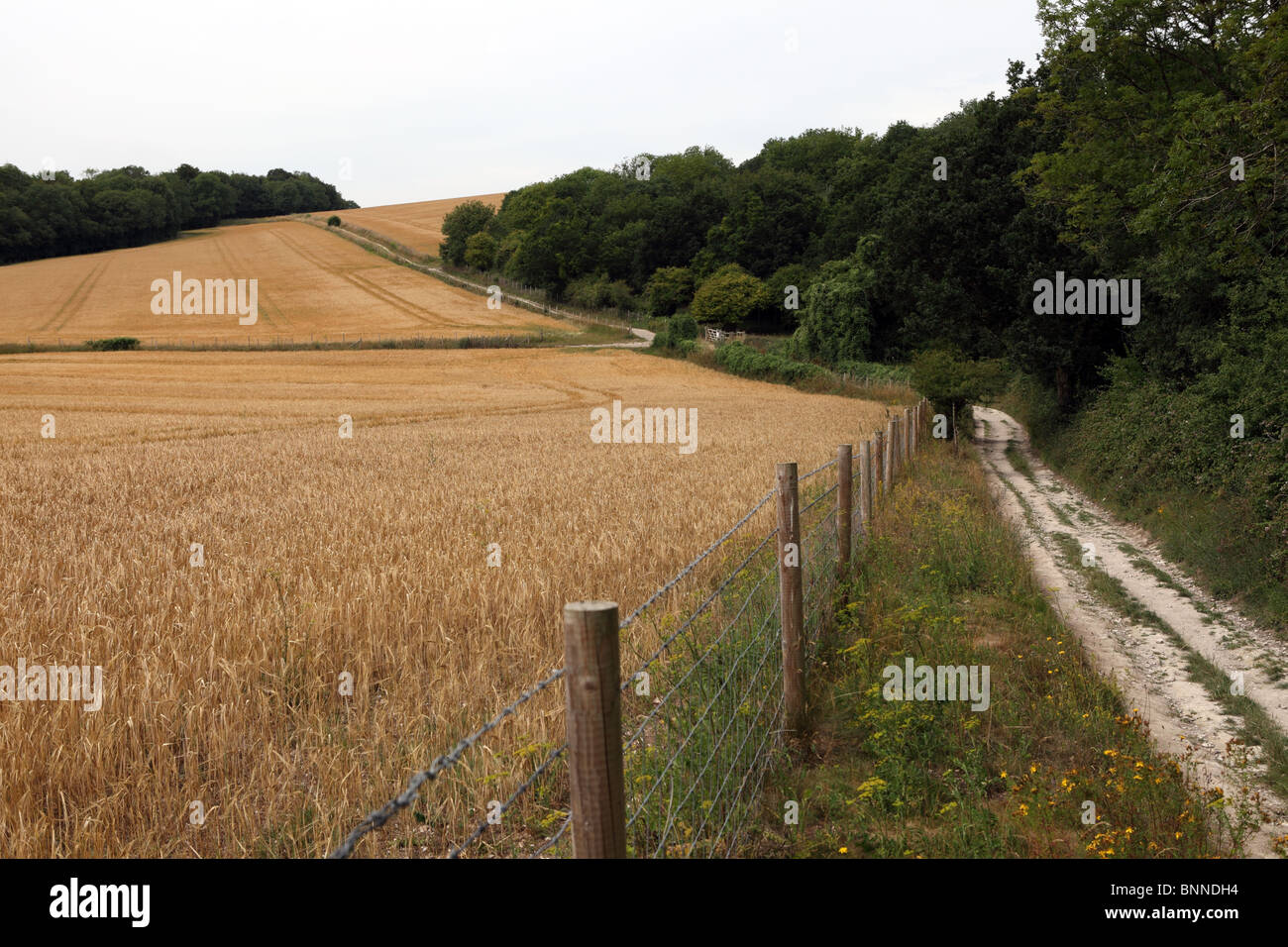 Footpaths around Kingley Vale Nature reserve in West Sussex Stock Photo ...