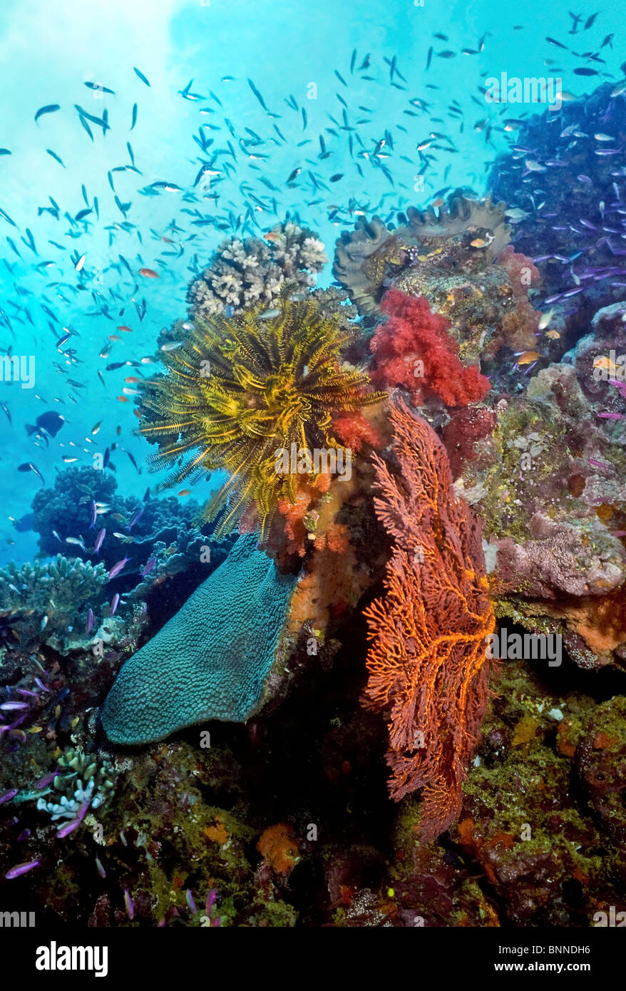 Colorful Fijian shallow reef wall on Astrolabe Reef Stock Photo - Alamy