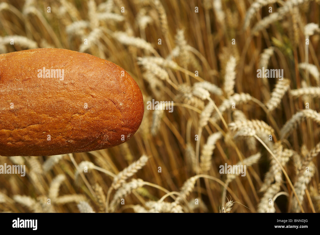 Spring Wheat field and loaf of bread Stock Photo - Alamy