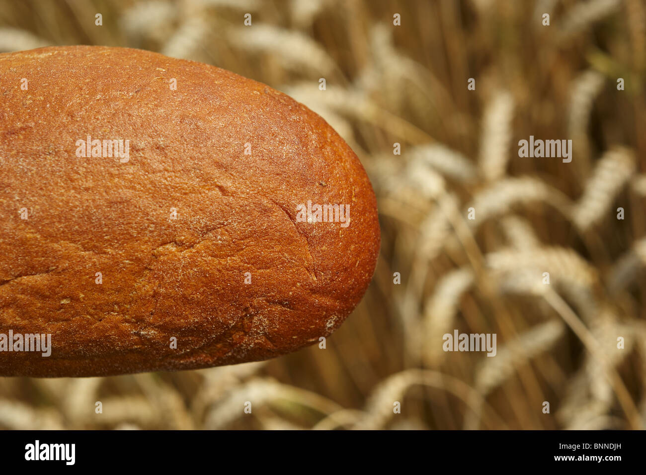 Spring Wheat field and loaf of bread Stock Photo - Alamy