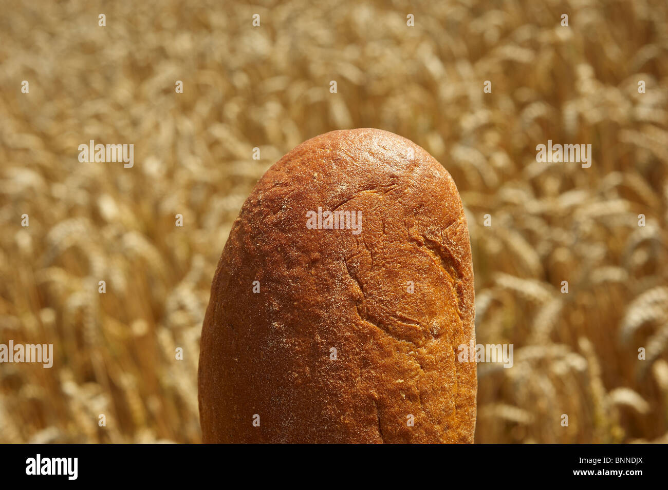 Spring Wheat field and loaf of bread Stock Photo - Alamy