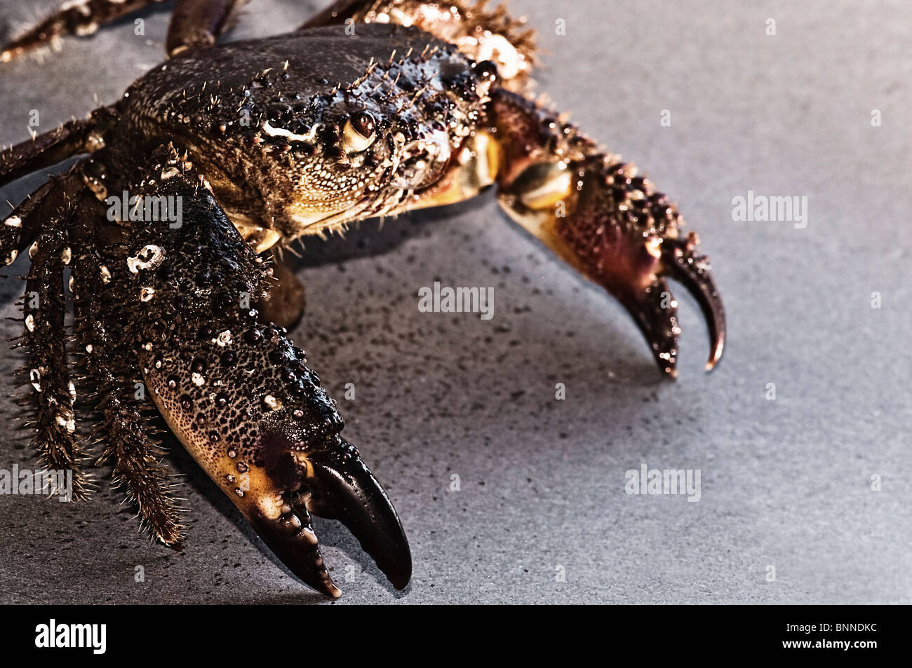 macro photography of a crab on the sand Stock Photo - Alamy