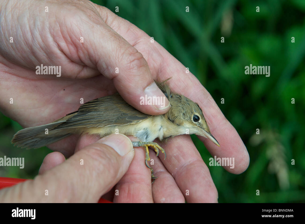 Reed Warbler is ringed after being caught by authorised bird ringer ...