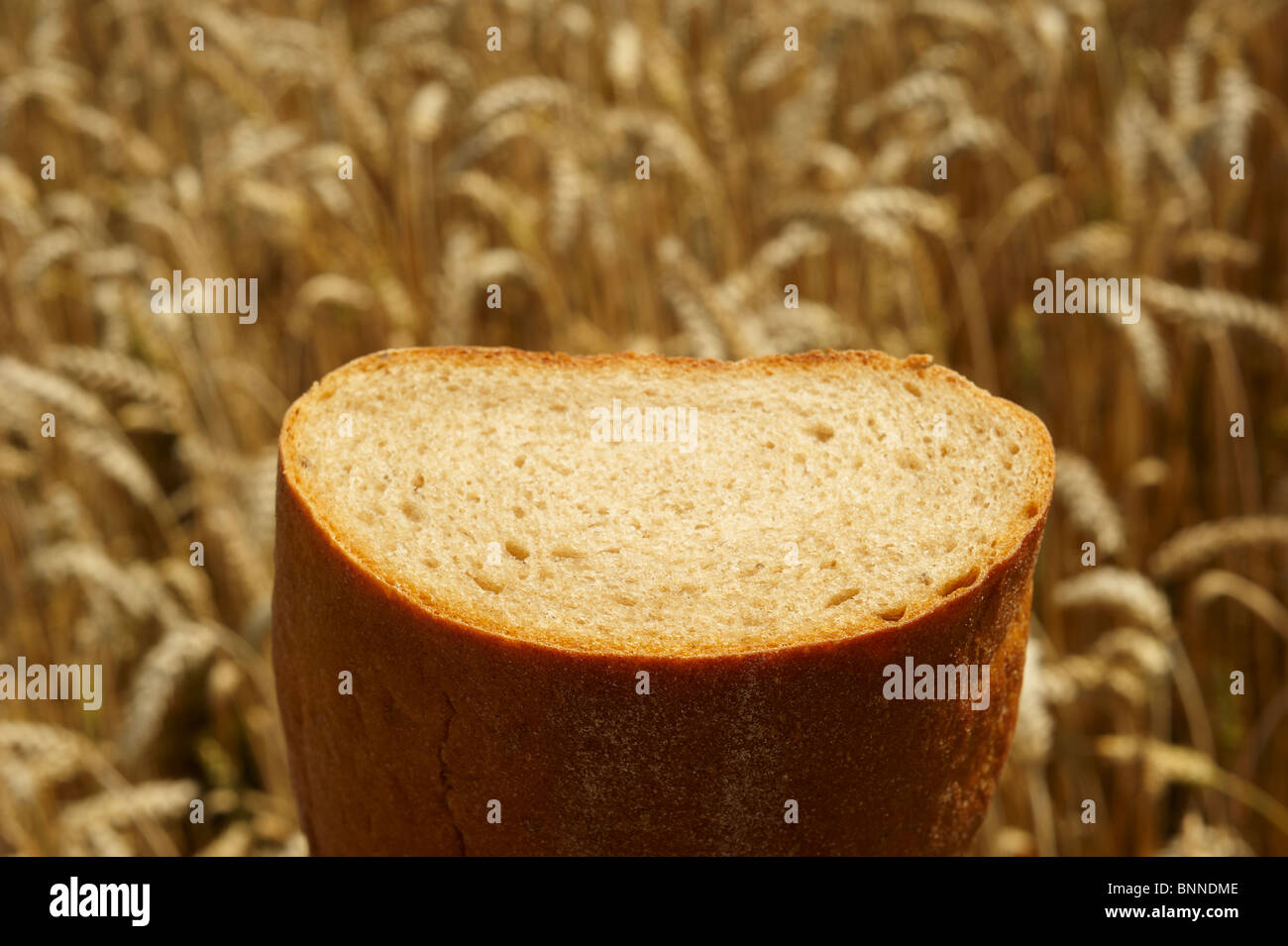 Spring Wheat field and loaf of bread Stock Photo - Alamy