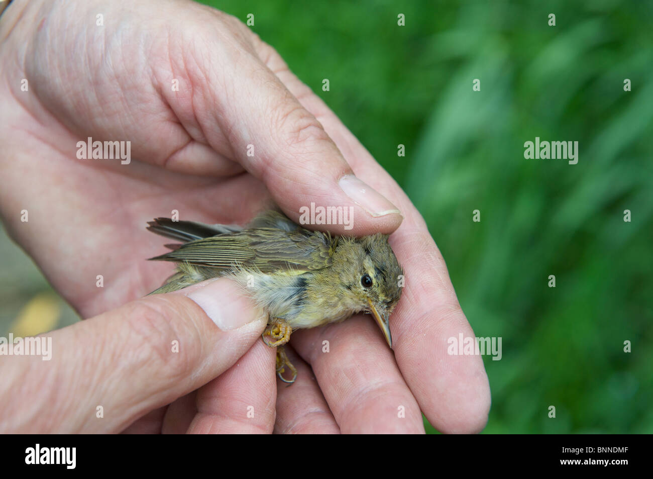 Chaff hi-res stock photography and images - Alamy