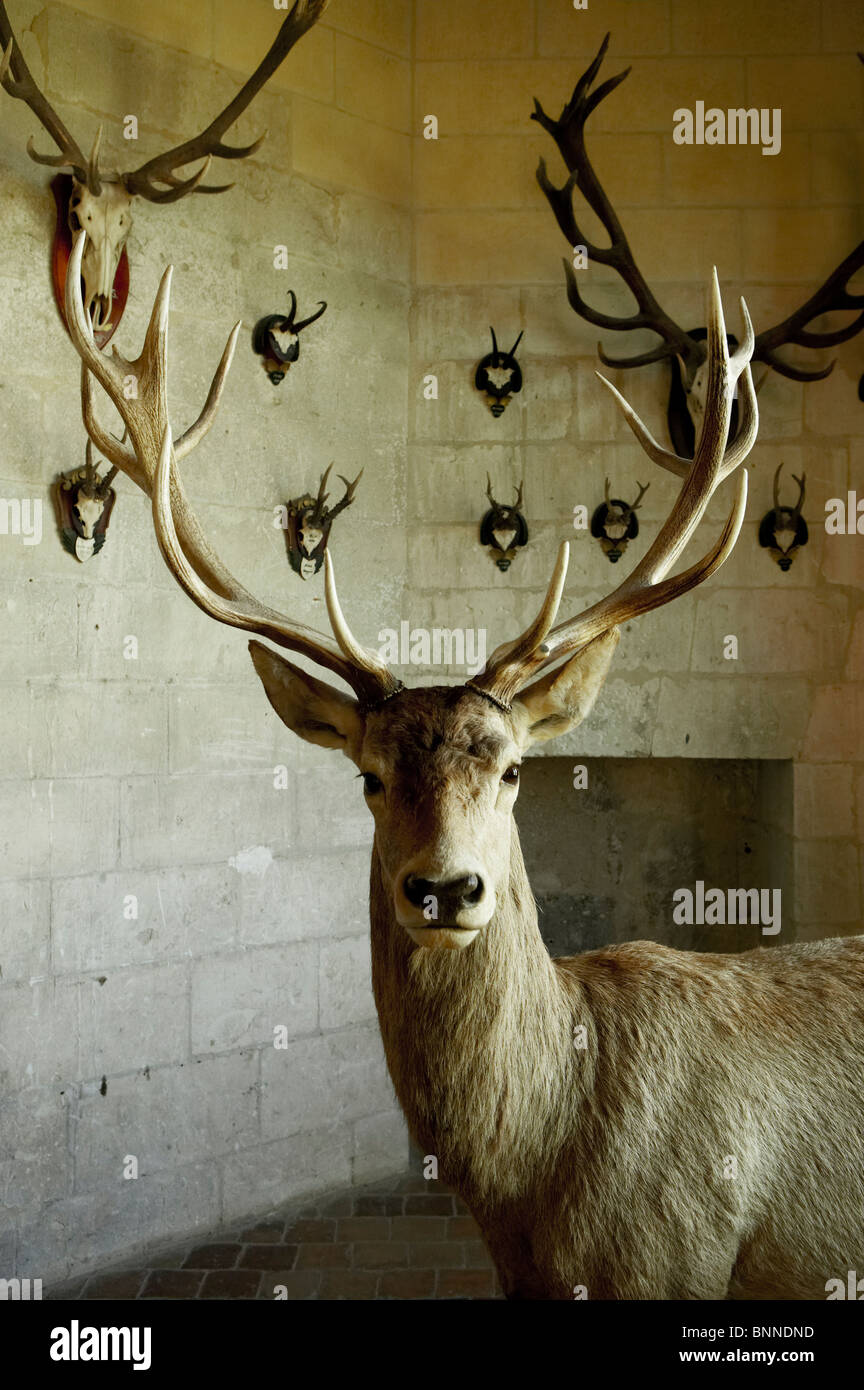 Dummy animals hi-res stock photography and images - Alamy