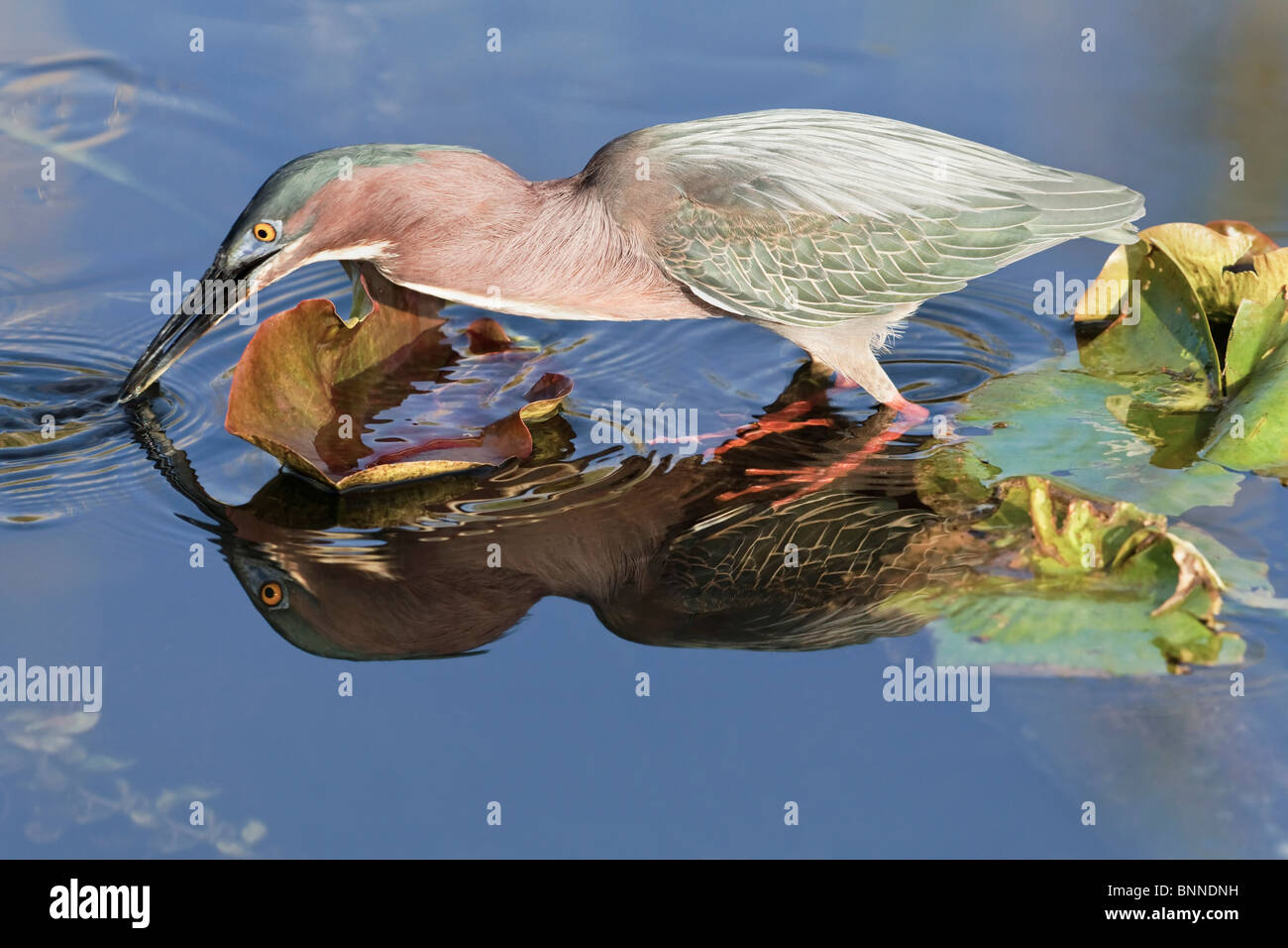 The small and diminutive Green Heron fishing in Florida's Everglades ...