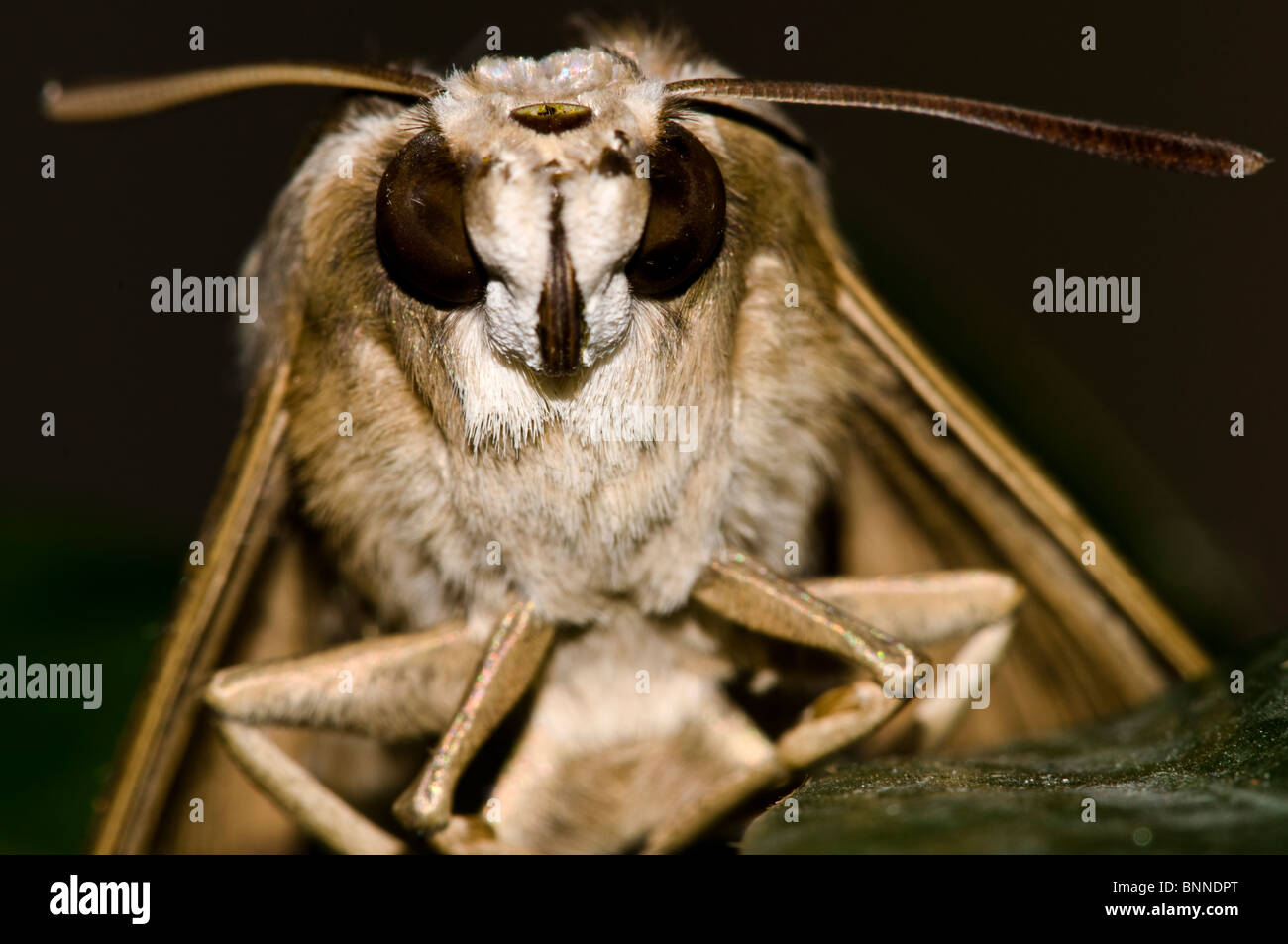 Macro shooting of a moth Stock Photo - Alamy