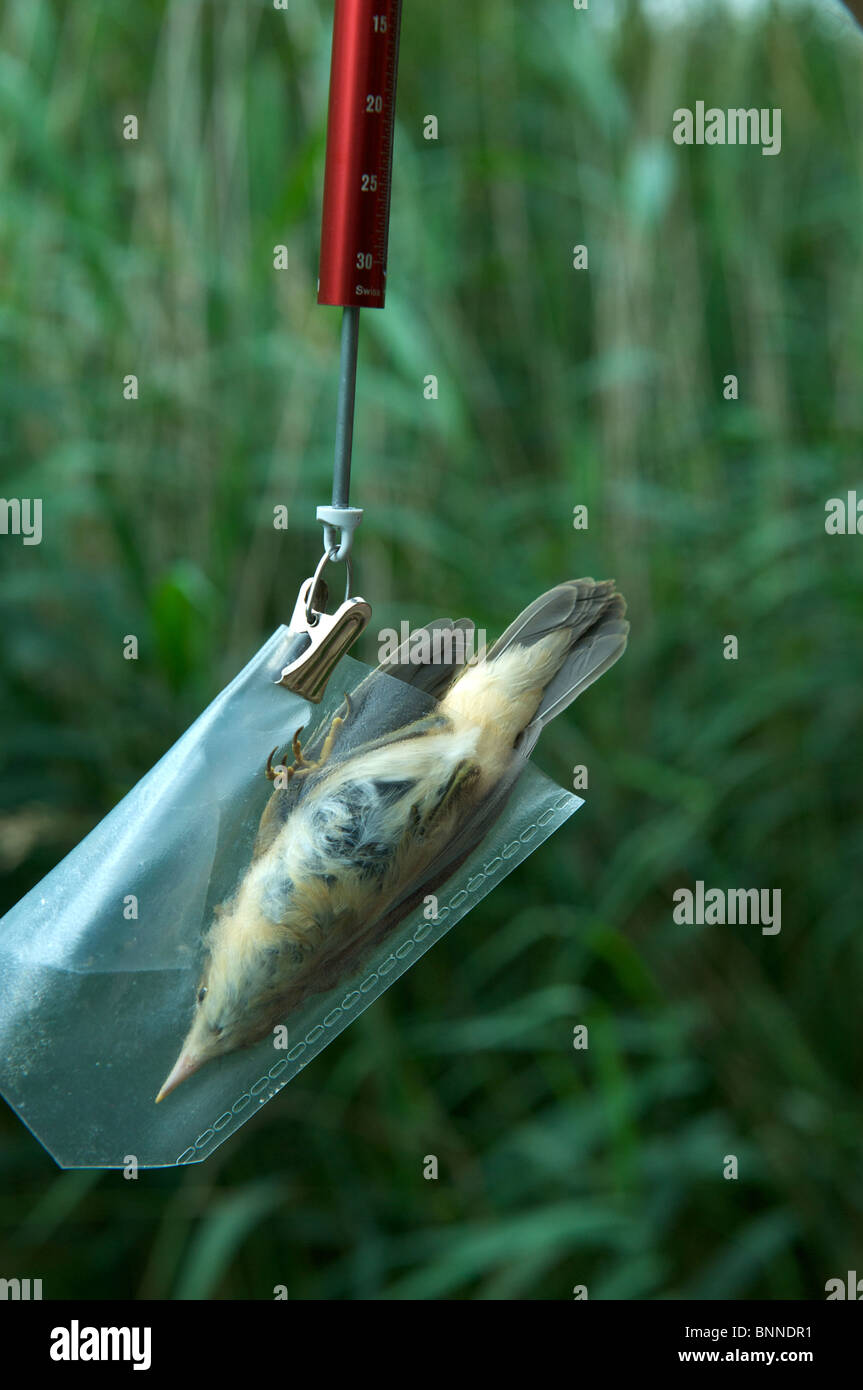 Reed Warbler is weighed after being caught and ringed by authorised ...