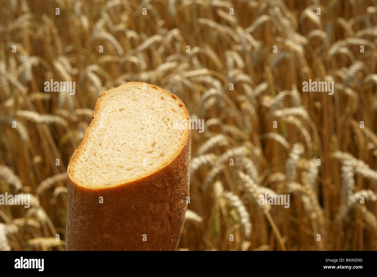 Spring Wheat field and loaf of bread Stock Photo - Alamy