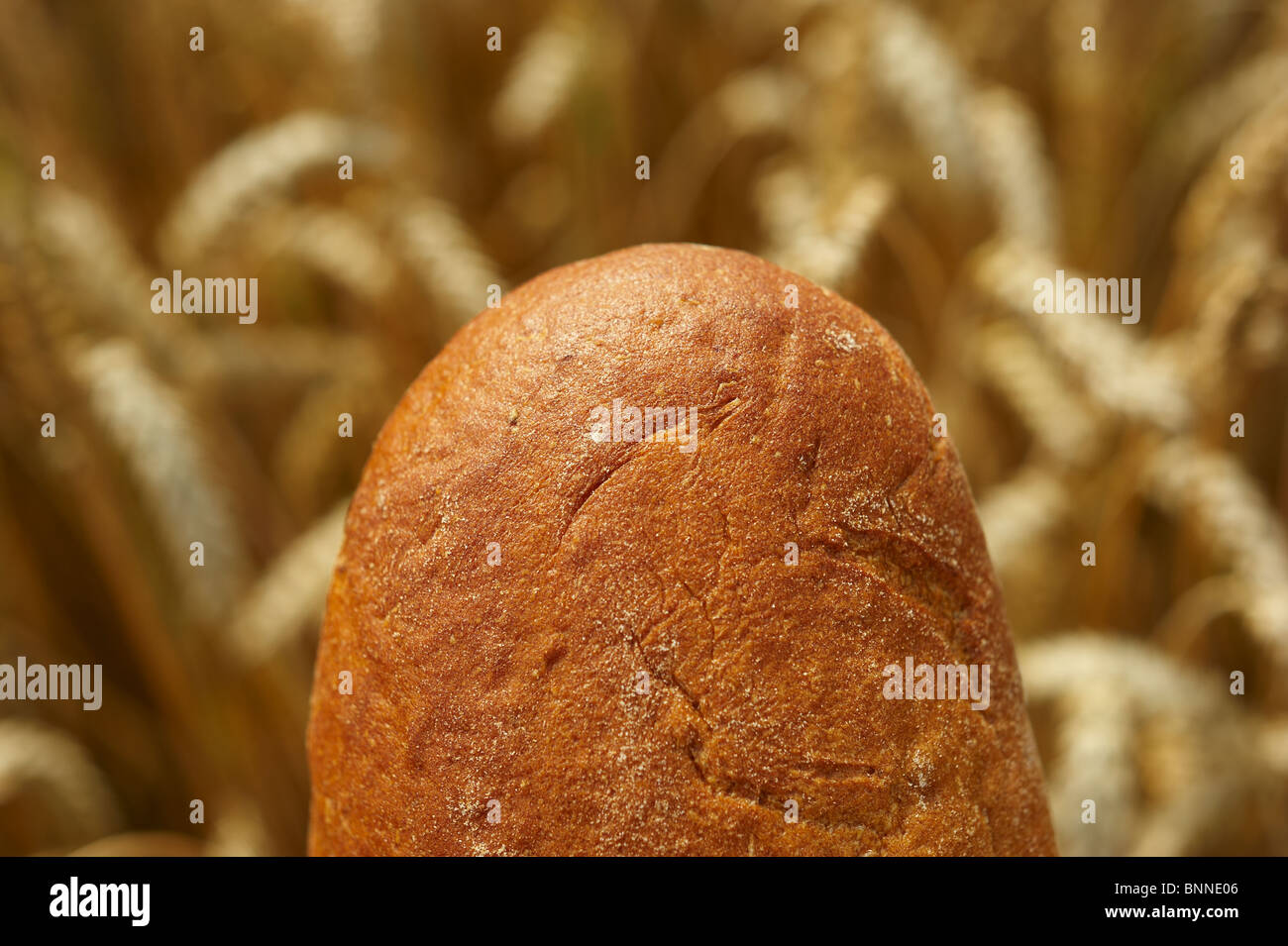 Spring Wheat field and loaf of bread Stock Photo - Alamy
