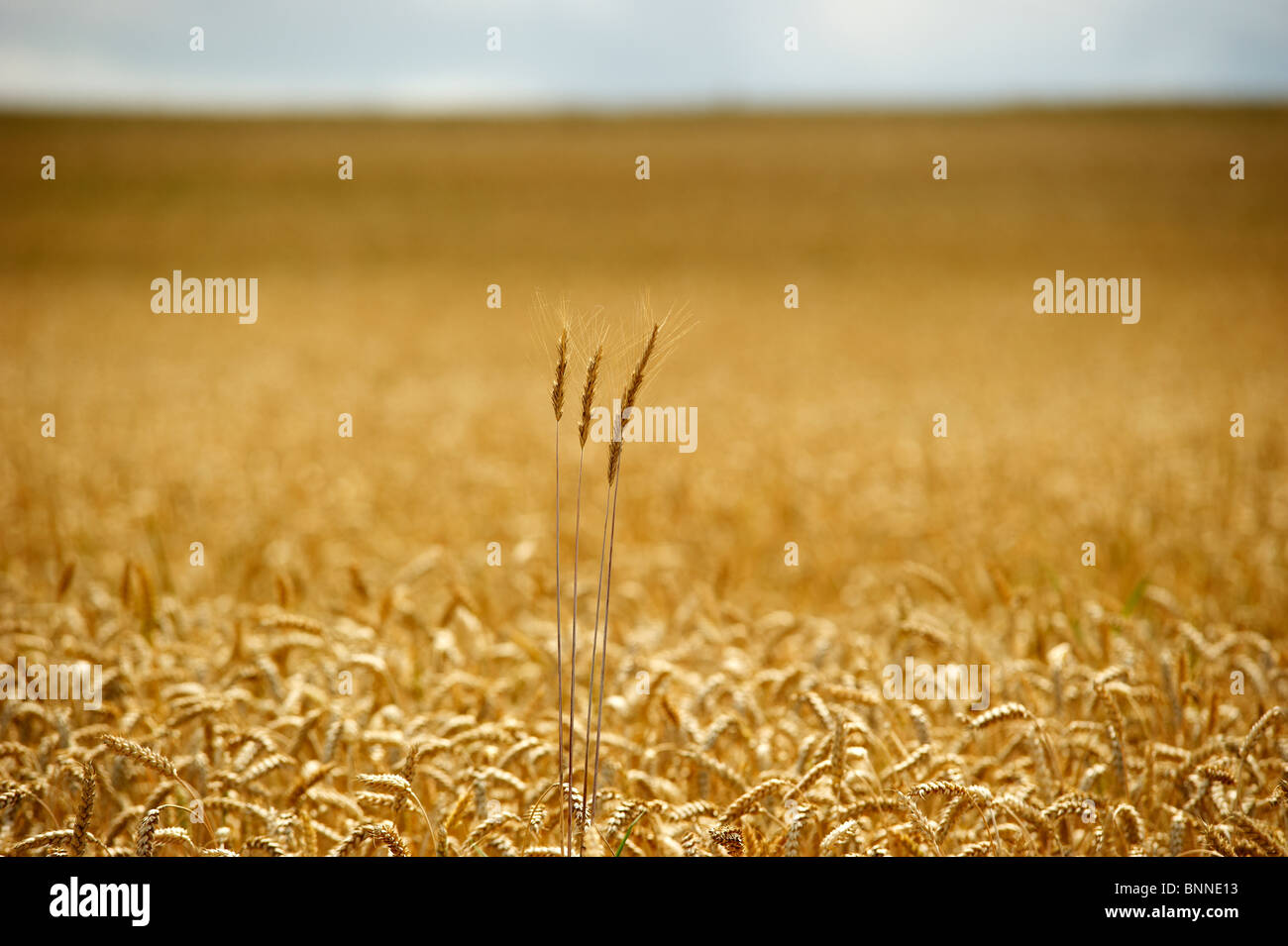 Spring Wheat field Stock Photo - Alamy