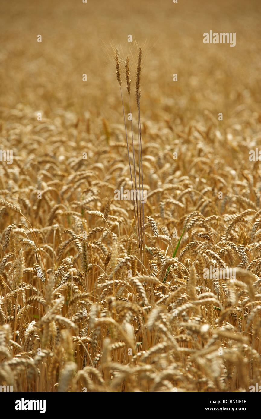 Spring Wheat field Stock Photo - Alamy
