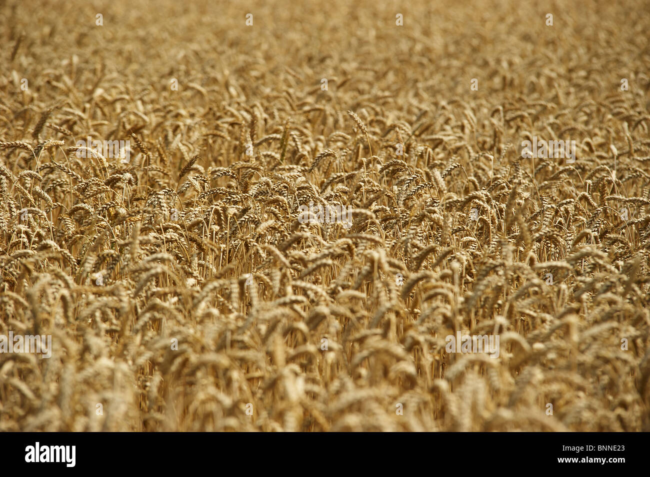 Spring Wheat field Stock Photo - Alamy
