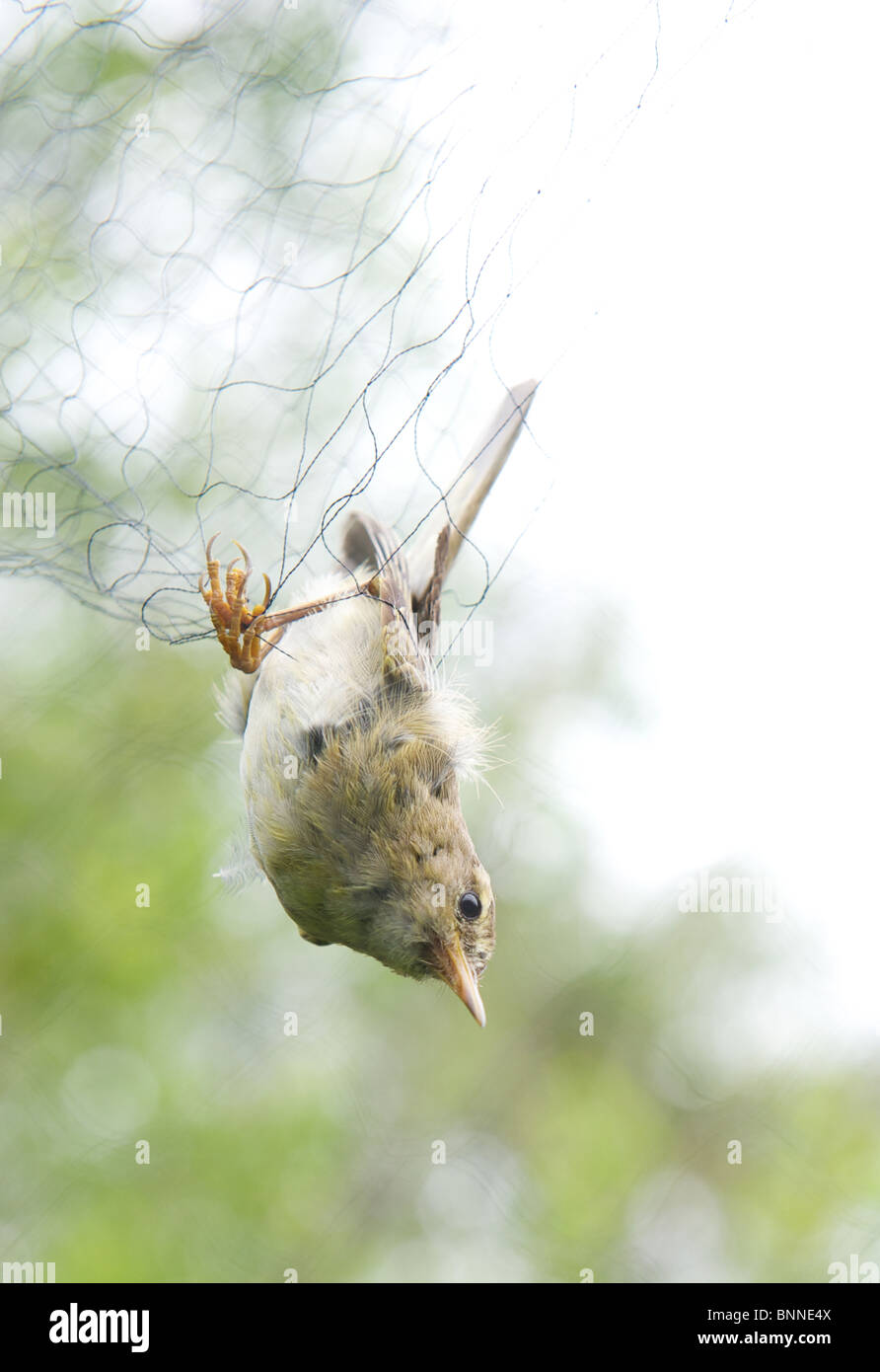 Bird catch net hi-res stock photography and images - Alamy
