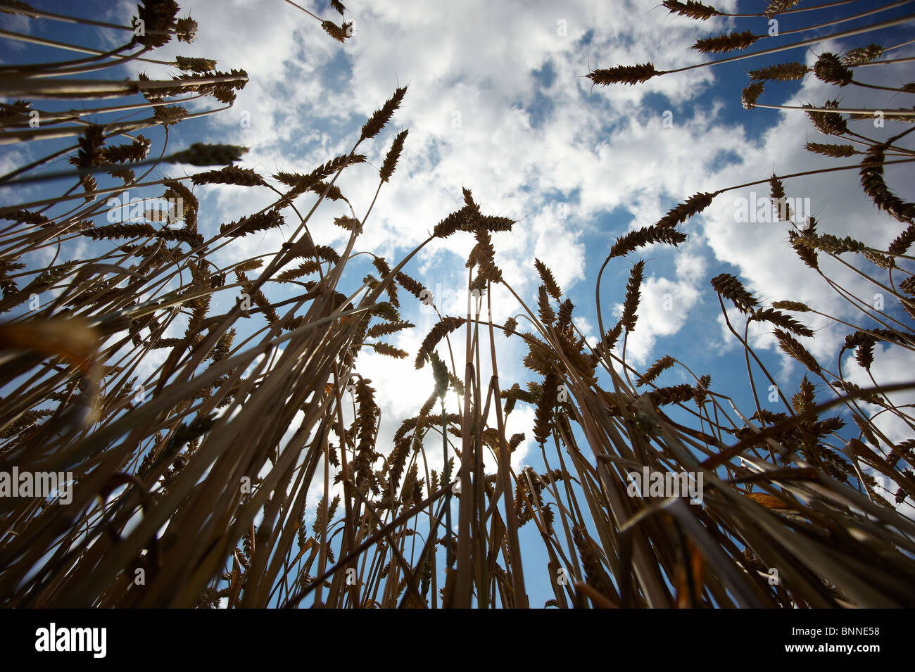 Spring Wheat field Stock Photo - Alamy