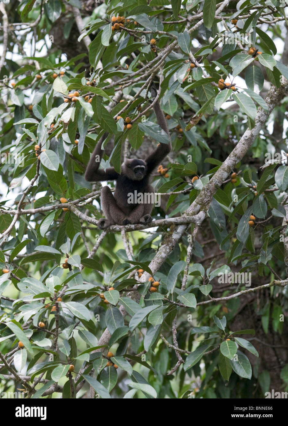 Gray gibbon muellers gibbon bornean hi-res stock photography and images ...