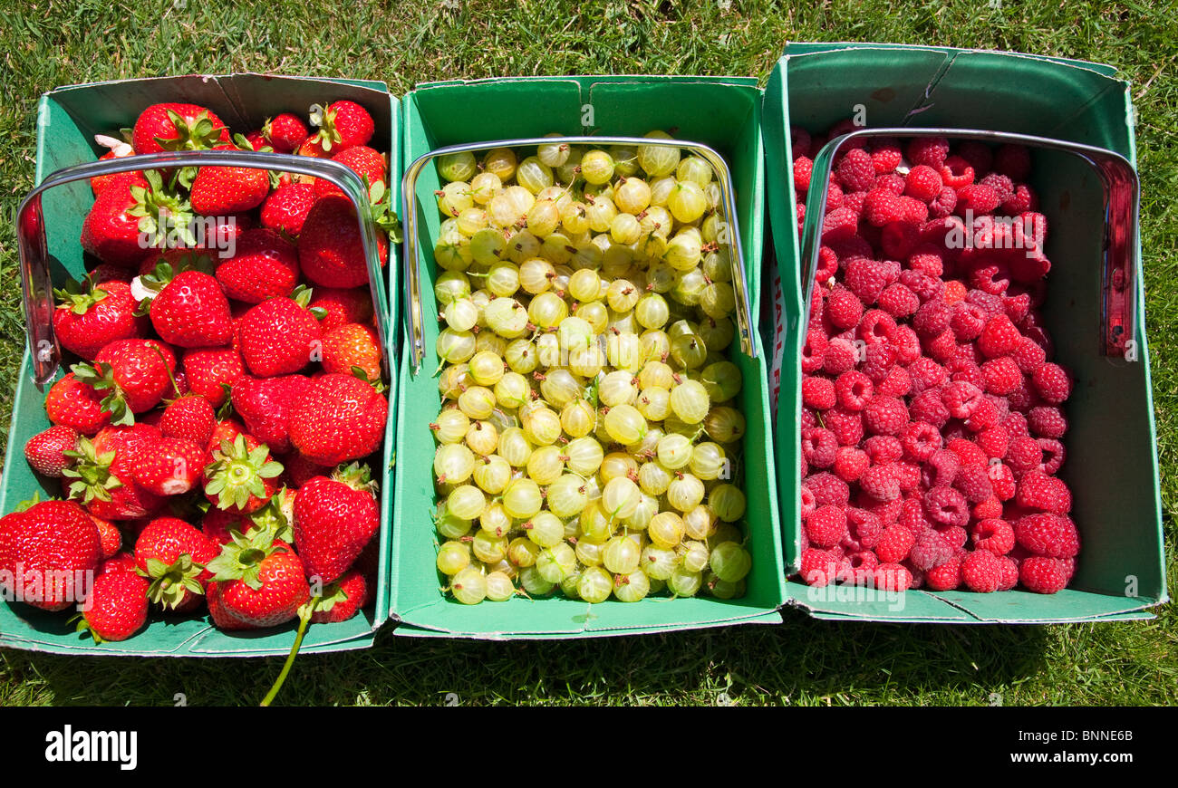 Pick fruit farm hi-res stock photography and images - Alamy