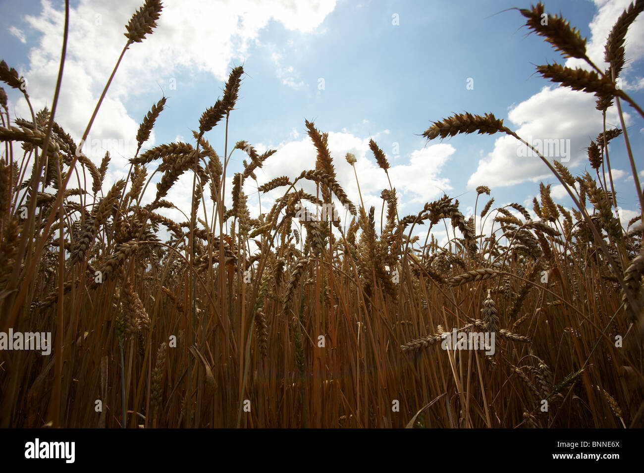 Spring Wheat field Stock Photo - Alamy