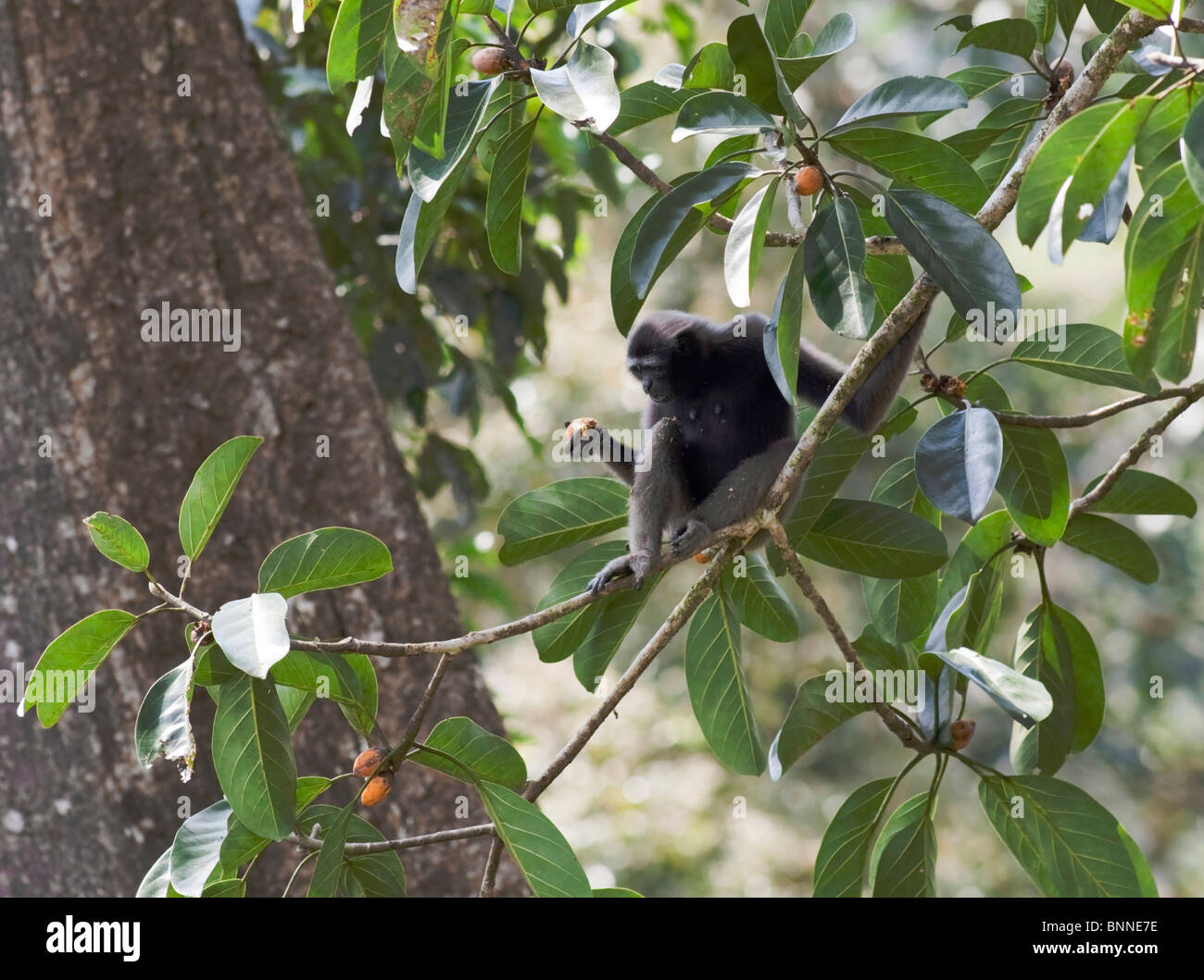 Gray gibbon muellers gibbon bornean hi-res stock photography and images ...