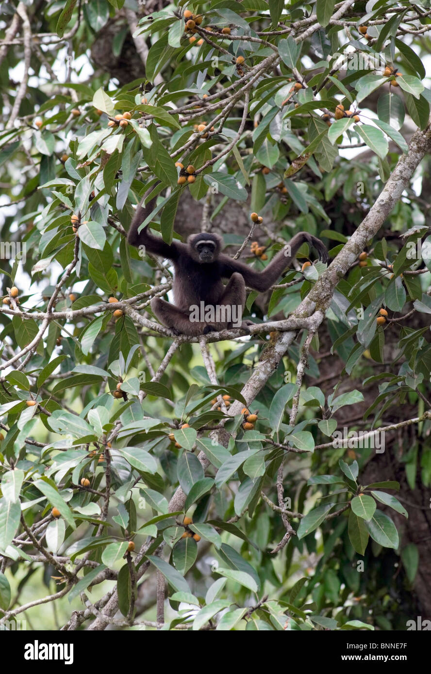 Wild gibbon in tree canopy Stock Photo - Alamy