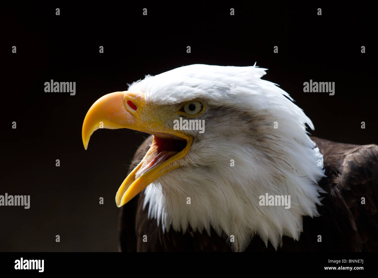 Bald Eagle looking to the left of frame with beak open during a call ...