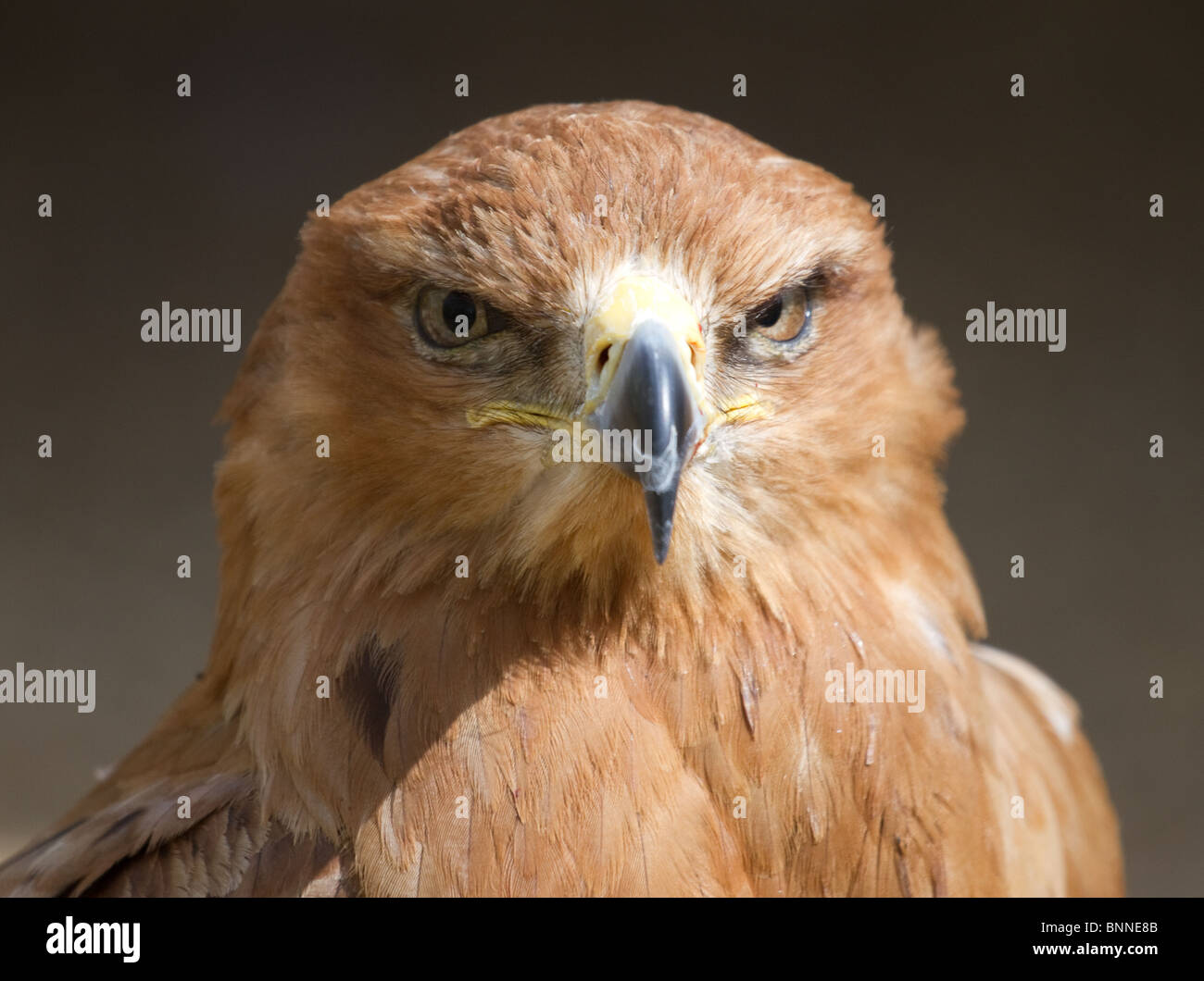 Straight on eagle hi-res stock photography and images - Alamy