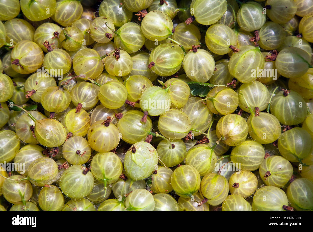 Green gooseberries seeds hi-res stock photography and images - Alamy