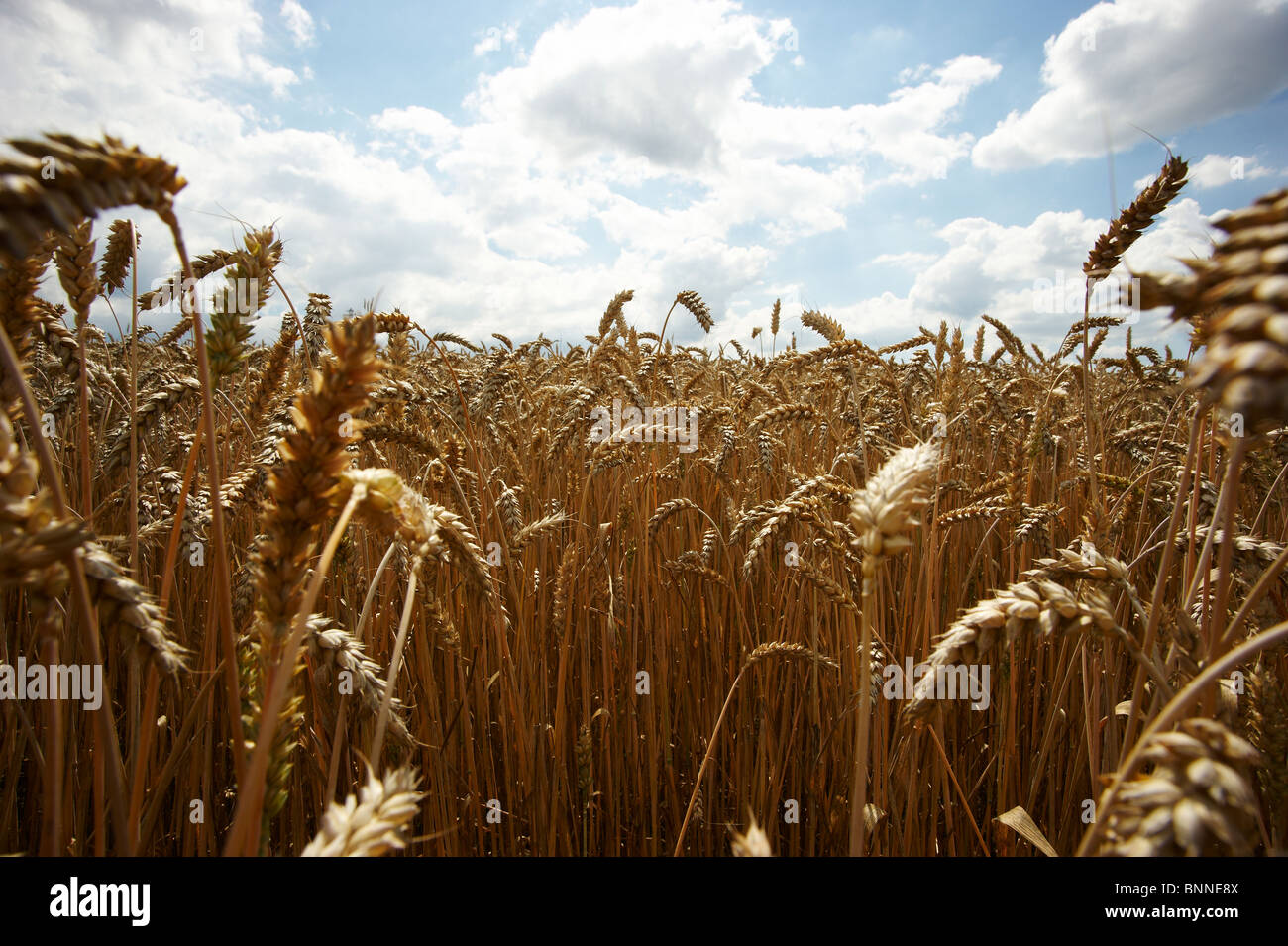 Spring Wheat field Stock Photo - Alamy