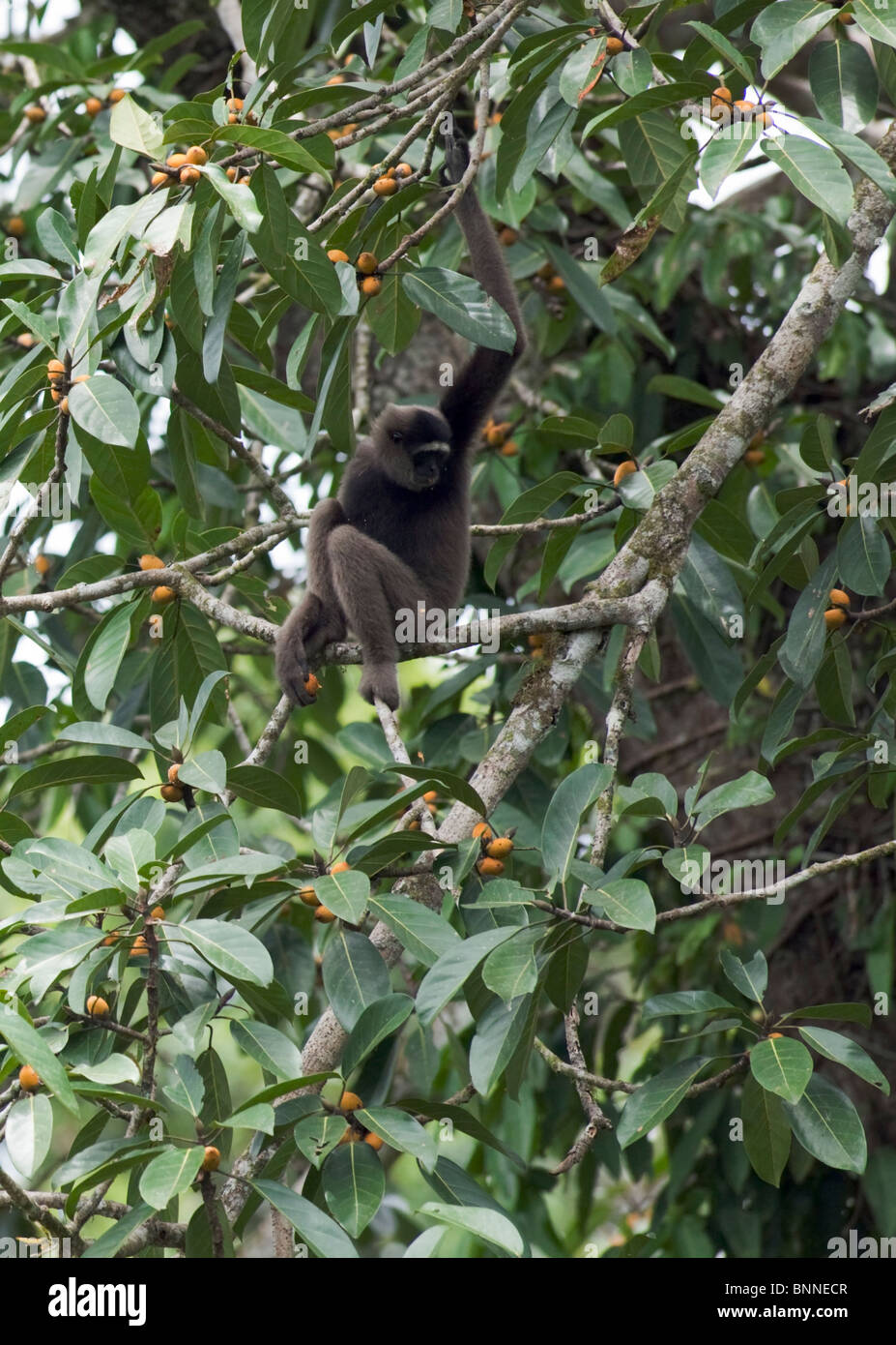 Wild gibbon in treetop, fruit in hand Stock Photo - Alamy