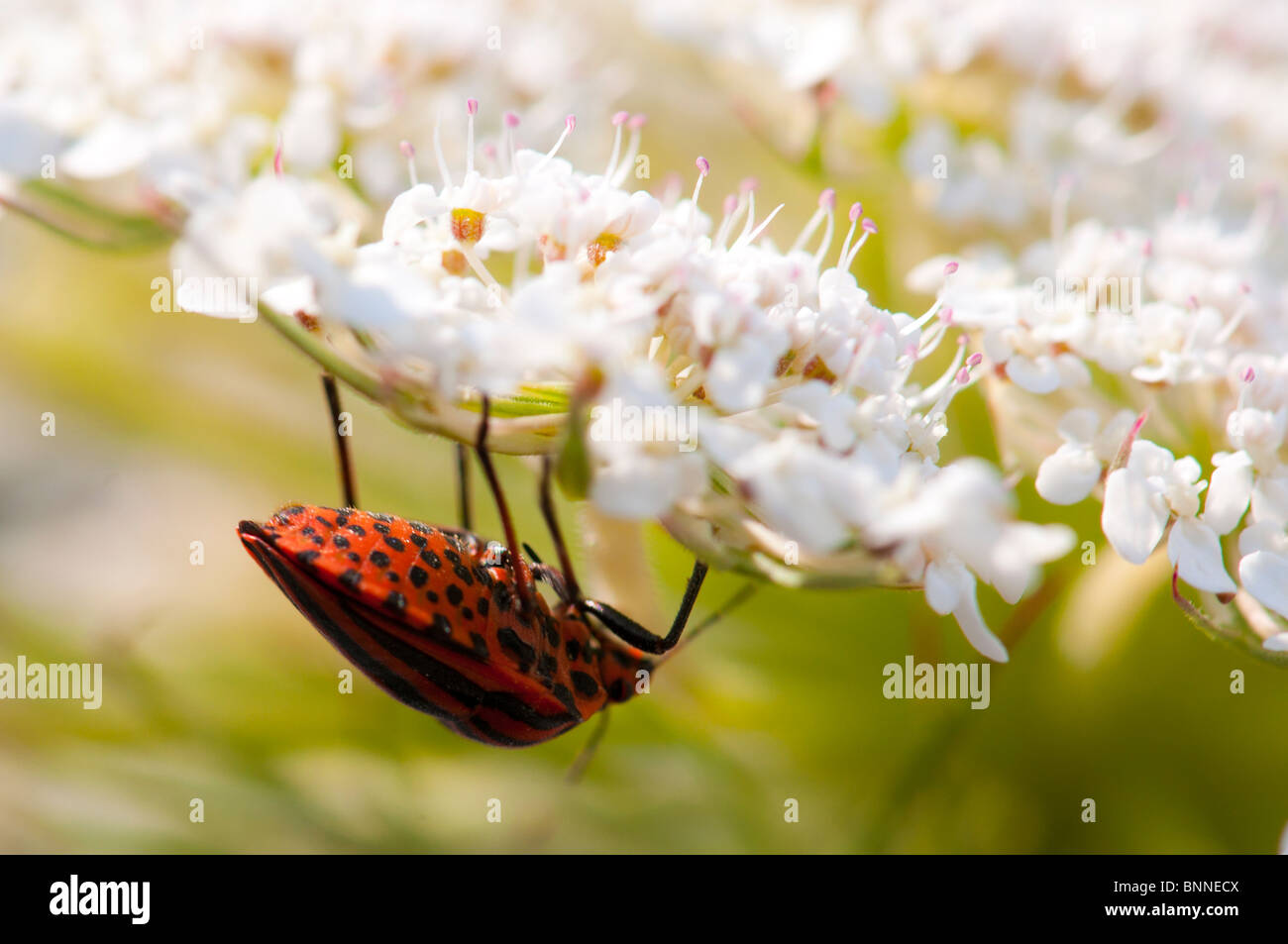 Red insect hi-res stock photography and images - Alamy