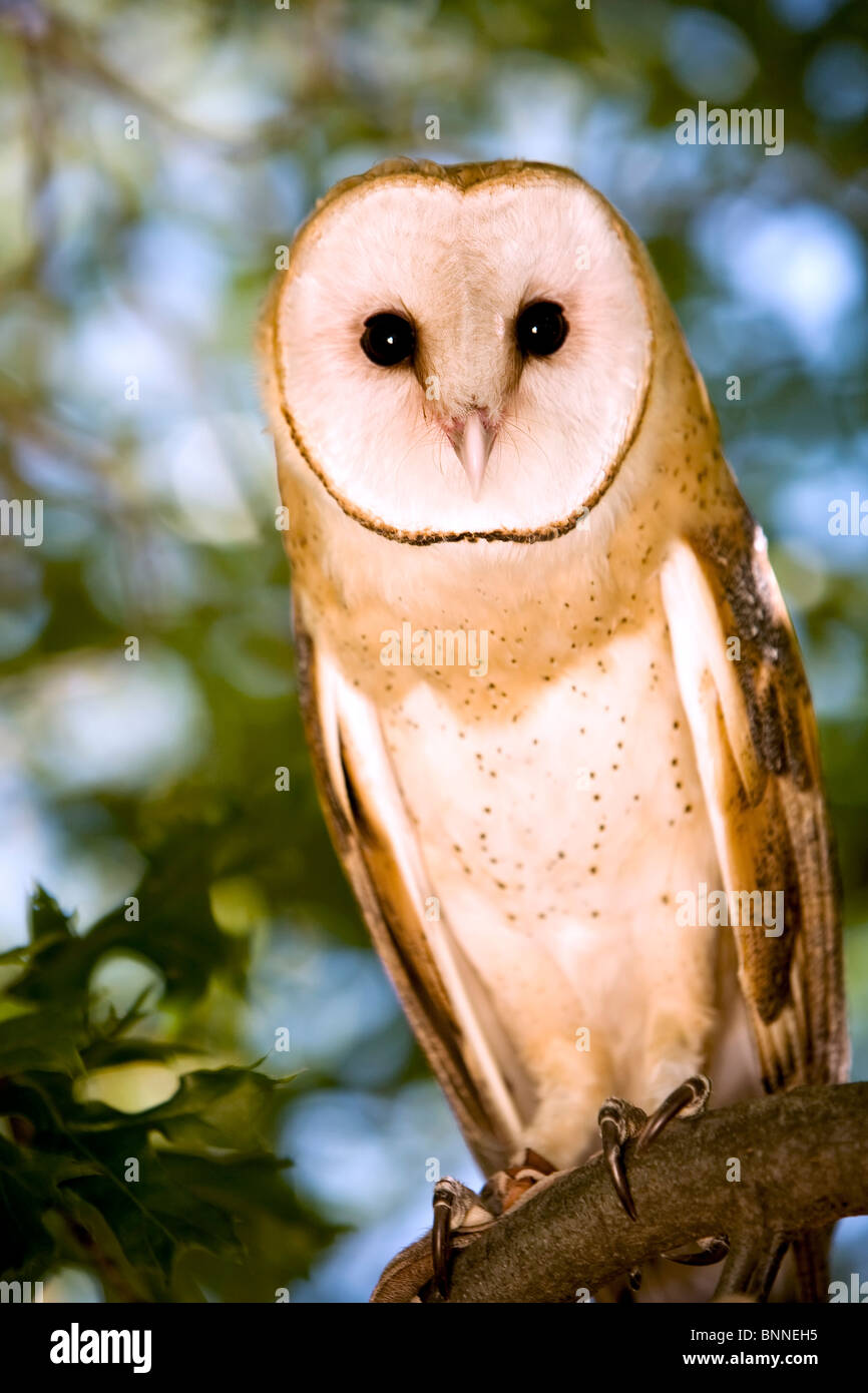 Portrait of a Barn Owl Sitting in a Tree Stock Photo - Alamy