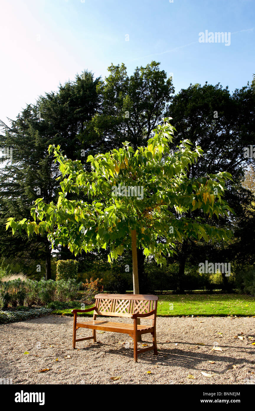 A bench under the tree Stock Photo - Alamy