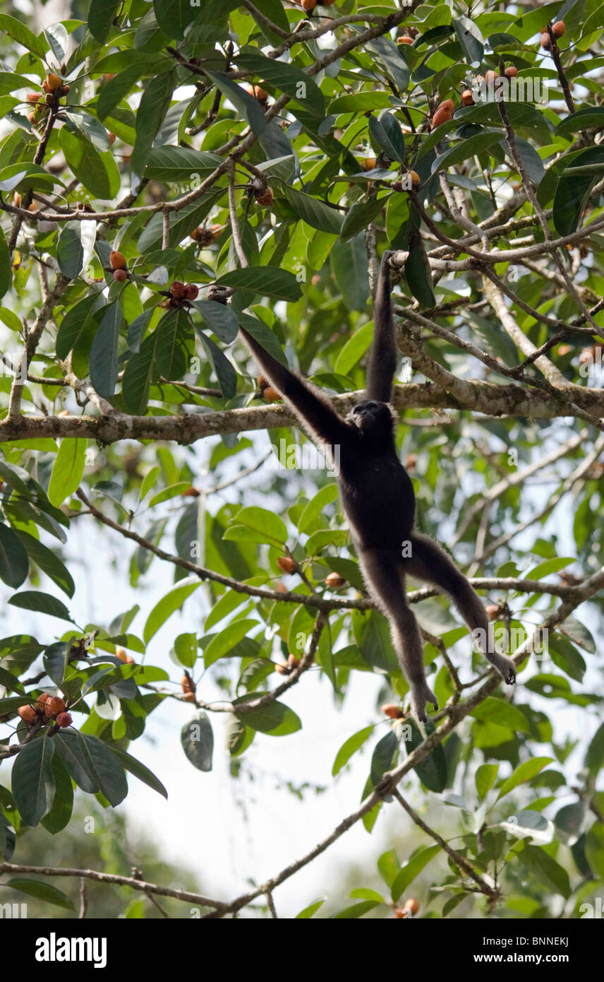 Gibbon in fruiting tree in the wild Stock Photo - Alamy