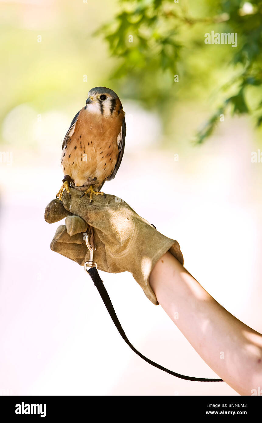 Kestrel Falcon rehabilitation Stock Photo - Alamy