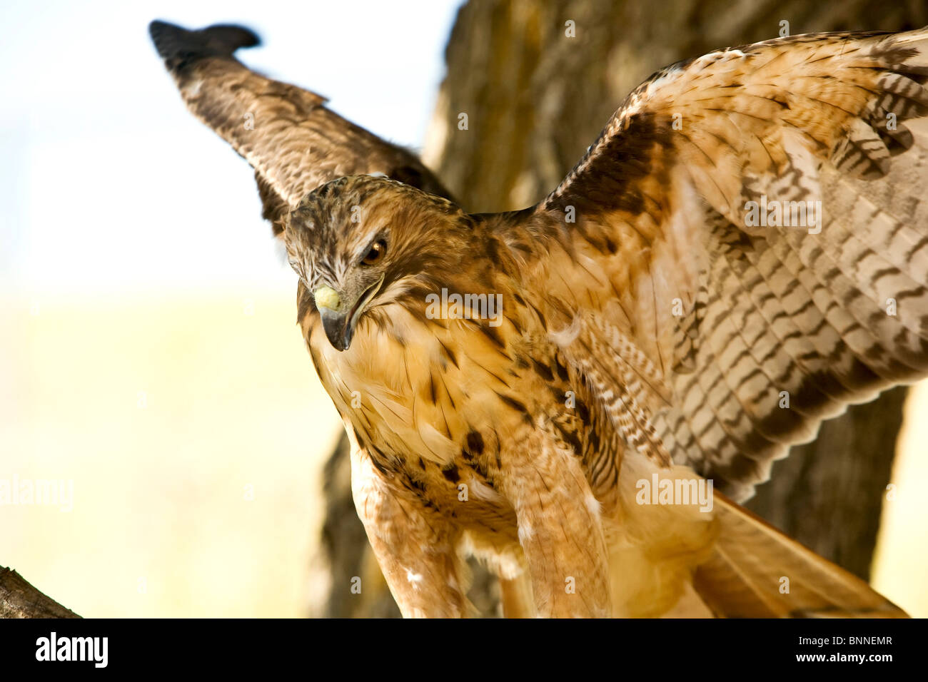 Red Tailed Hawk Wings