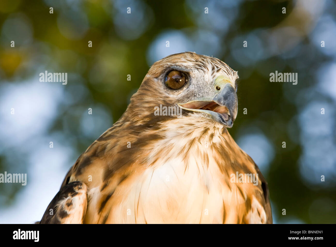 Up close portrait of a Red Tail Hawk Stock Photo - Alamy